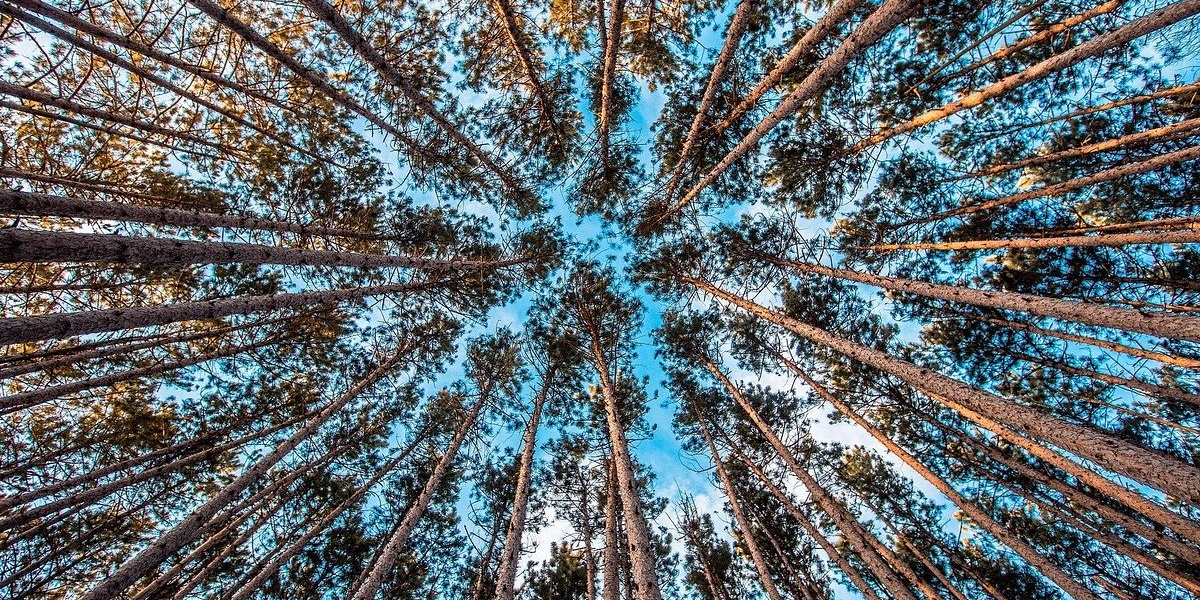 Get Elevated | Tal Gur